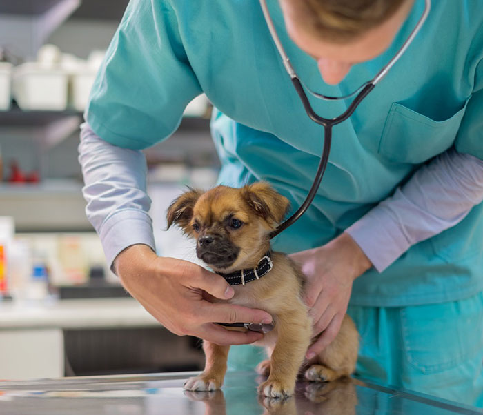 AAHA - Vet in Auburn | Companion Veterinary Clinic