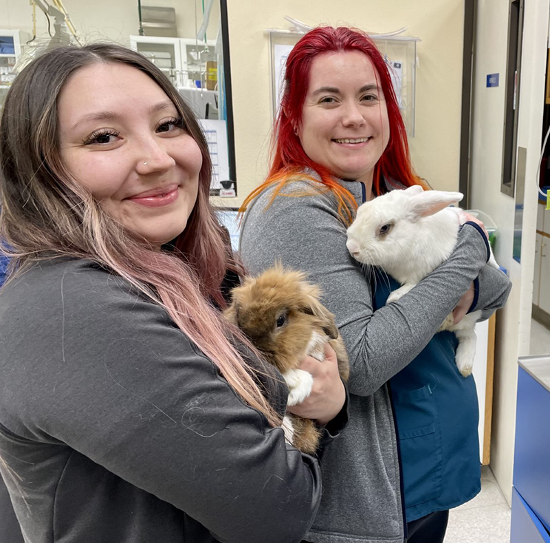 Exotic Pet Medicine - Vet in Auburn | Companion Veterinary Clinic