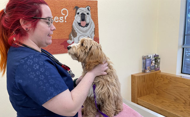 Veterinarian in Auburn | Vets Near Me | Companion Veterinary Clinic