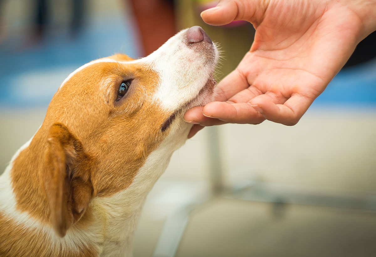 Veterinarian in Auburn | Vets Near Me | Companion Veterinary Clinic