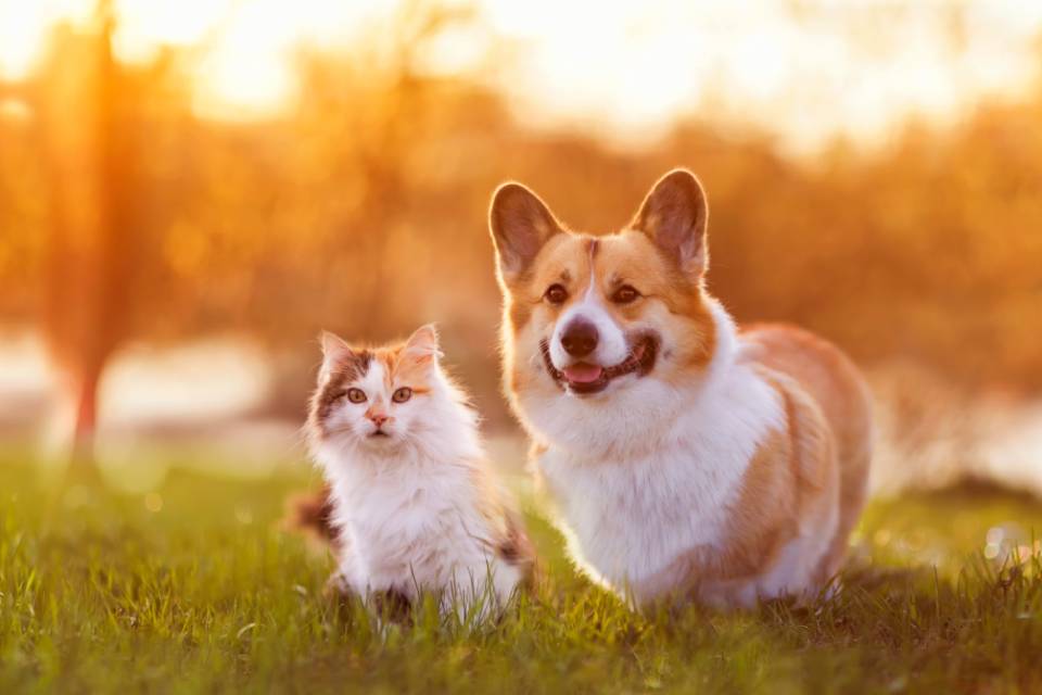 Surgery - Vet in Auburn | Companion Veterinary Clinic